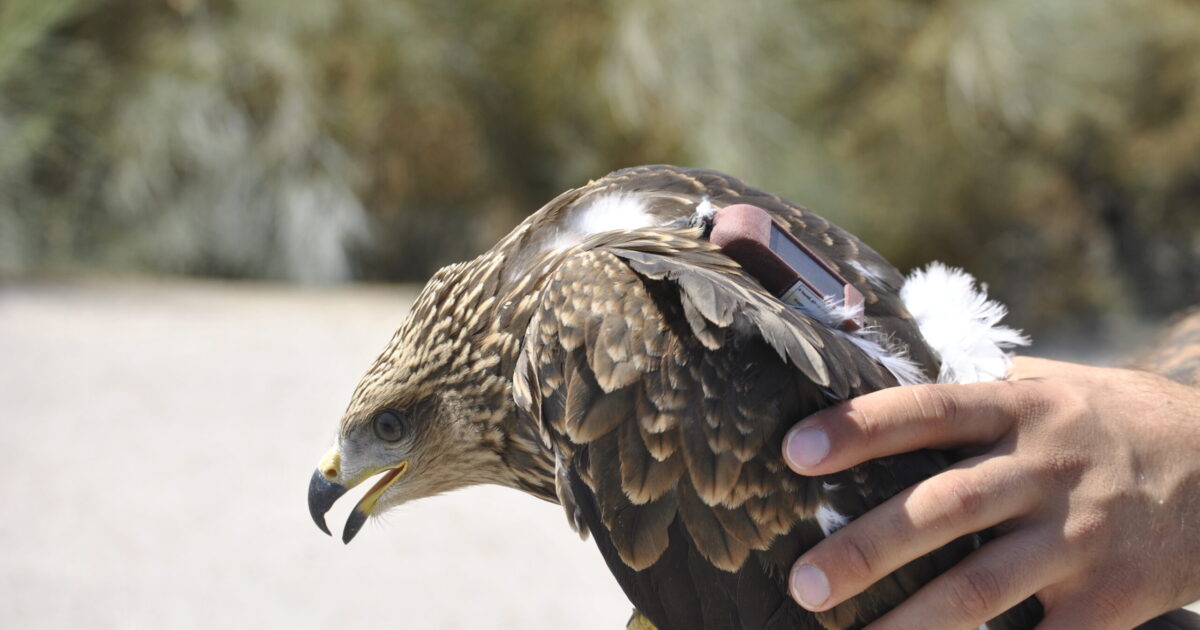 Milano Negro Haz | Busco Padrino